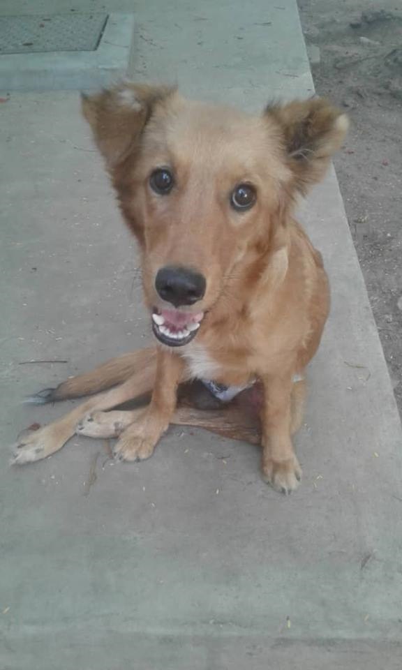 Mishandelde, verlamde hond van Namibië roer harte | Netwerk24