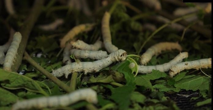 Van ’n wurm tot sy – ons boer met sywurms! | Netwerk24