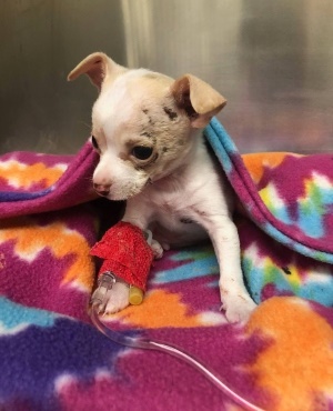 Chihuahua survives being snatched by hawk and dropped from sky | News24
