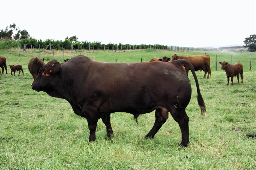 Boervrou en haar seun smaak plaas-na-tafel-sukses | Landbou