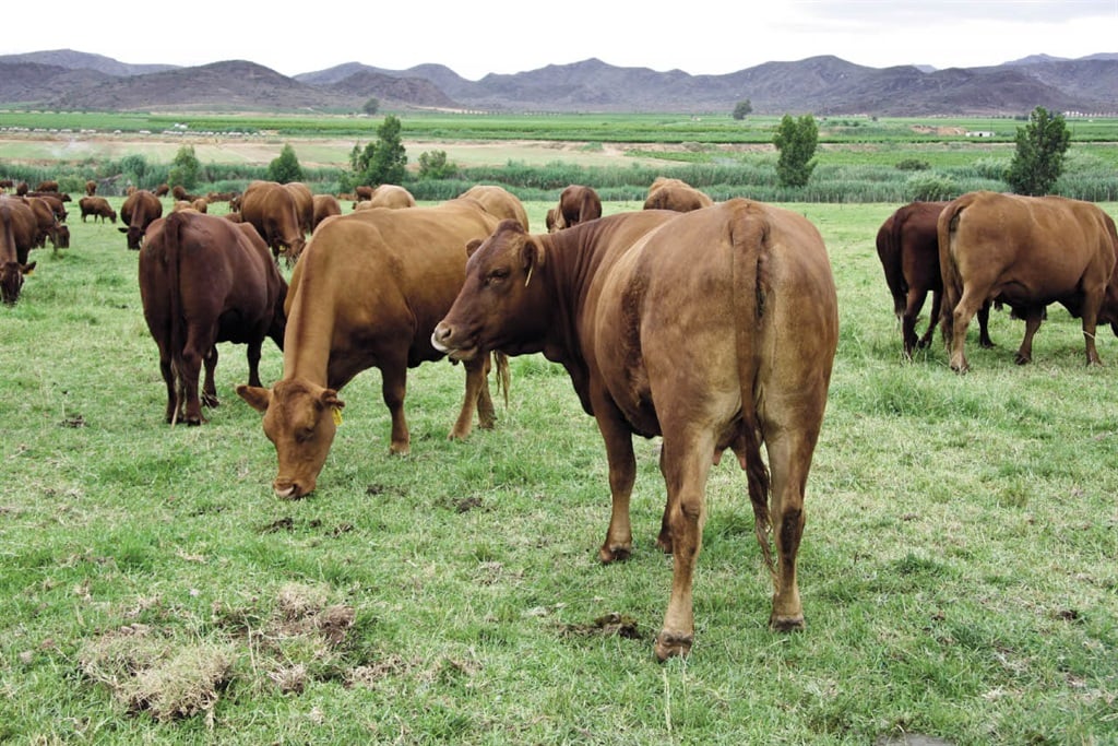 Boervrou en haar seun smaak plaas-na-tafel-sukses | Landbou