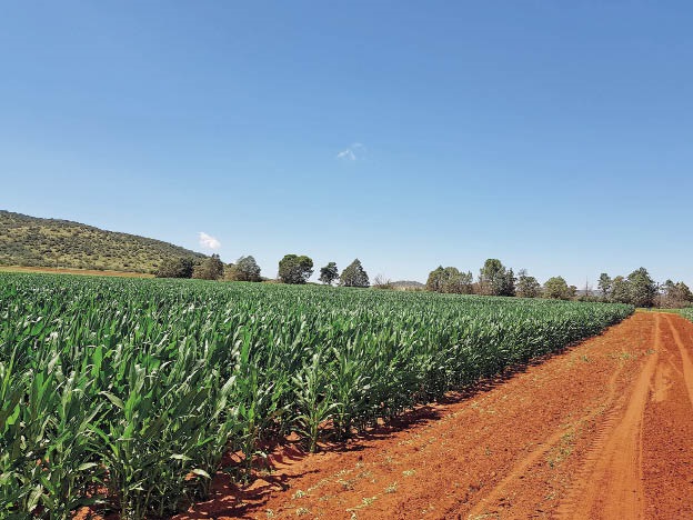 Mielies: Wink nuwe hoogtes met drupbesproeiing? | Landbou