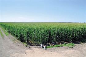 Mielies: Wink nuwe hoogtes met drupbesproeiing? | Landbou