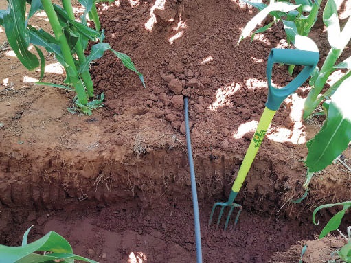 Mielies: Wink nuwe hoogtes met drupbesproeiing? | Landbou