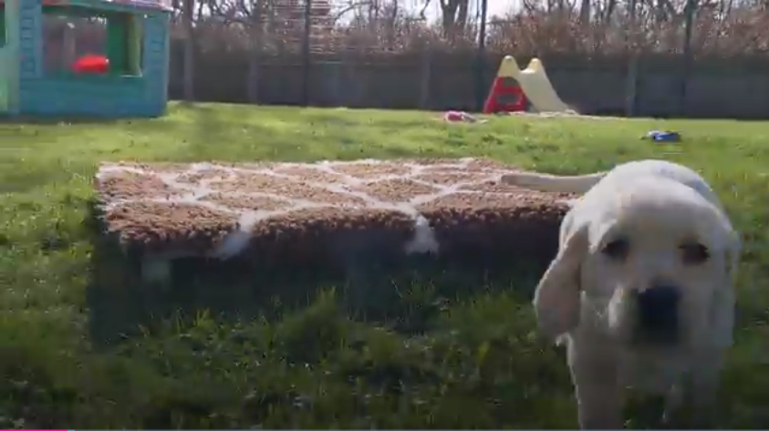 WATCH | How to look after your dog in isolation | News24