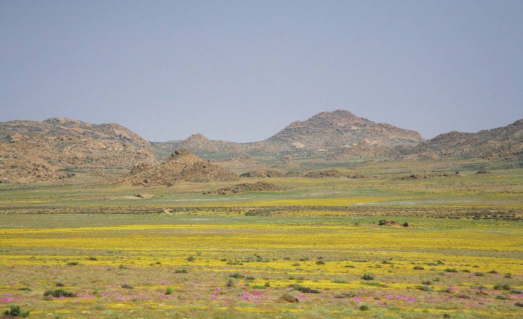 Namakwaland: Ry grondpad tussen die ‘daisies’ | Netwerk24