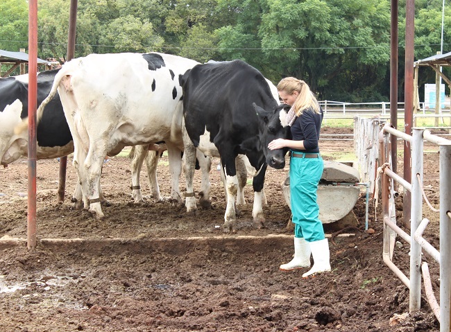 Koeie lewer meer melk met klassieke musiek, bewys studie | Landbou