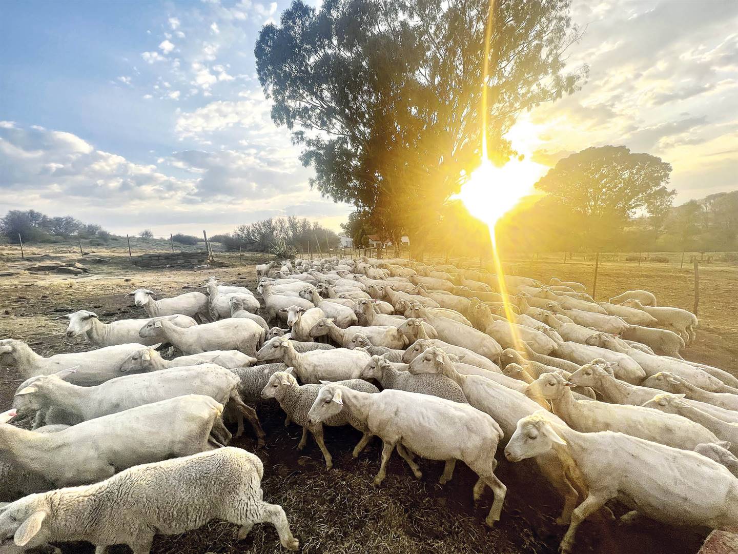 Vra vir Faffa: Meer inligting oor Famacha | Landbou