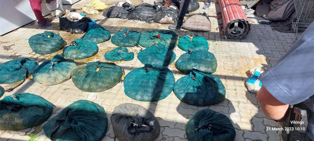 Abalone worth over R1 million confiscated in Seaview | News24