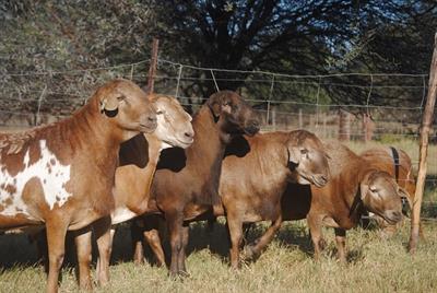 Geharde skaap landwyd gewild | Landbou