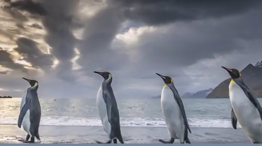 MUST WATCH | 10 breathtaking penguin pictures captured by a wildlife ...