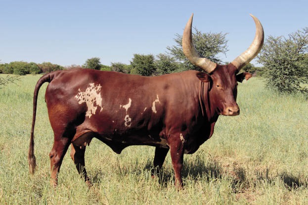 Ankole: Vrugbaarheid belangriker as mooi horings | Landbou