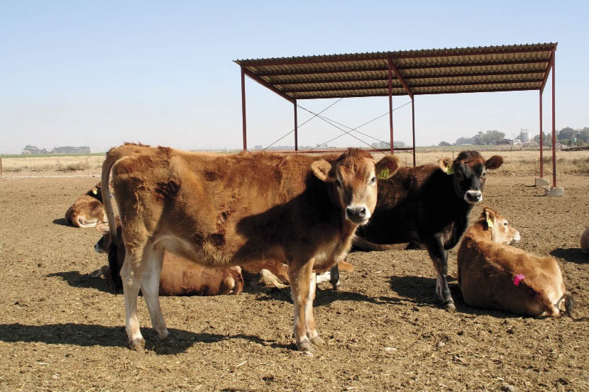 Departemente versaak boer in brucellose-nood, bevind OB | Landbou