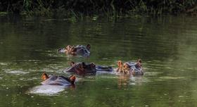 Skuur skouers met die seekoeie