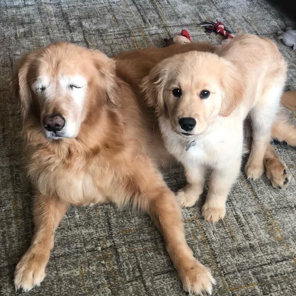 DIERBARE FOTO’S: Bejaarde blinde hond kry babagidsie | Netwerk24