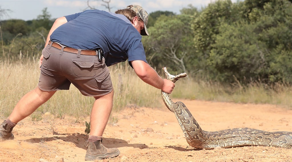 KYK: Waterbergse boer pak yslike luislang kaalhand | Netwerk24