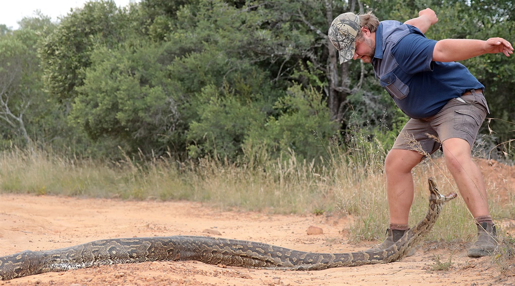 KYK: Waterbergse boer pak yslike luislang kaalhand | Netwerk24