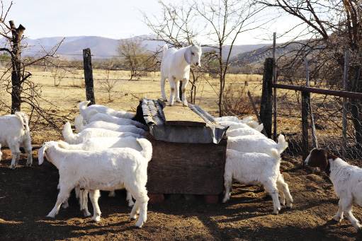 15 stappe wat aanslag van El Niño kan versag | Landbou