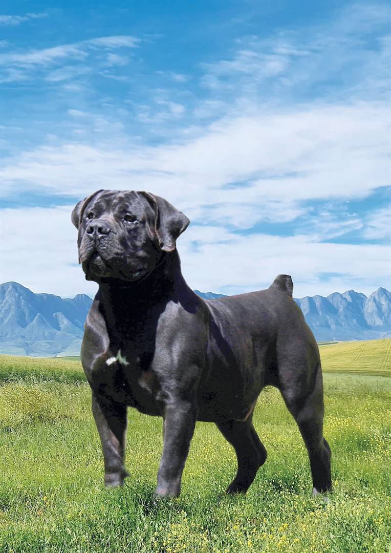 Boerboelteler van die Jaar: Kroon op 21 jaar se toewyding | Landbou