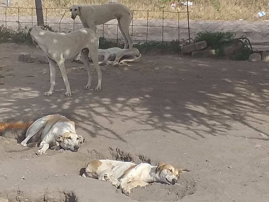 31 ‘verwaarloosde’ windhonde is glo vir jag gebruik | Netwerk24