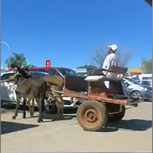 WATCH: Donkey cart driver demonstrates pro parking skills | News24