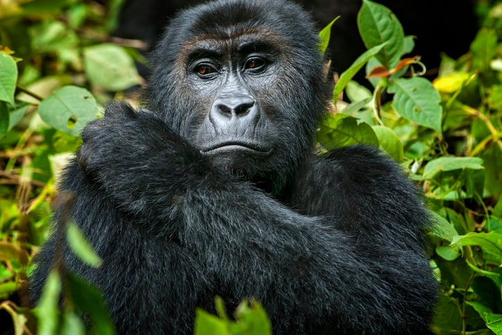 Too many gorillas? The great apes' hunt for space in Rwanda | News24