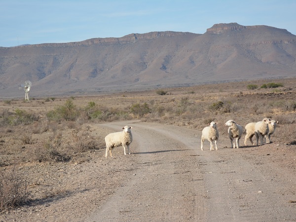 Hoop vir weiding in die droogte is min | Landbou