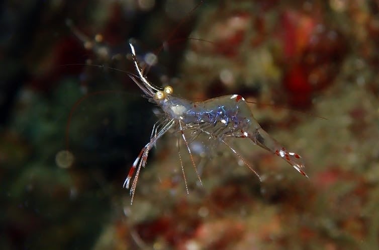 Curious Kids: How do sea creatures drink sea water and not get sick ...