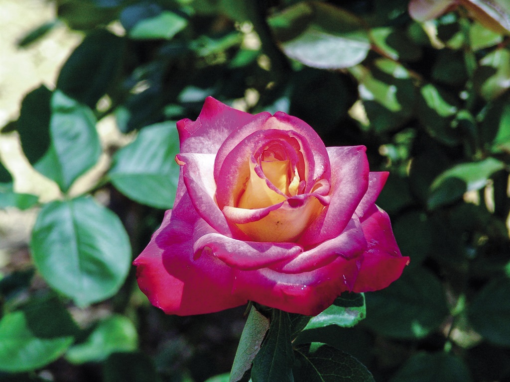 Vermy dié foute wanneer jy jou rose snoei | Netwerk24