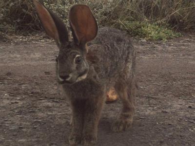 Volhoubare veldbestuur kan oewerkonyn red | Landbou