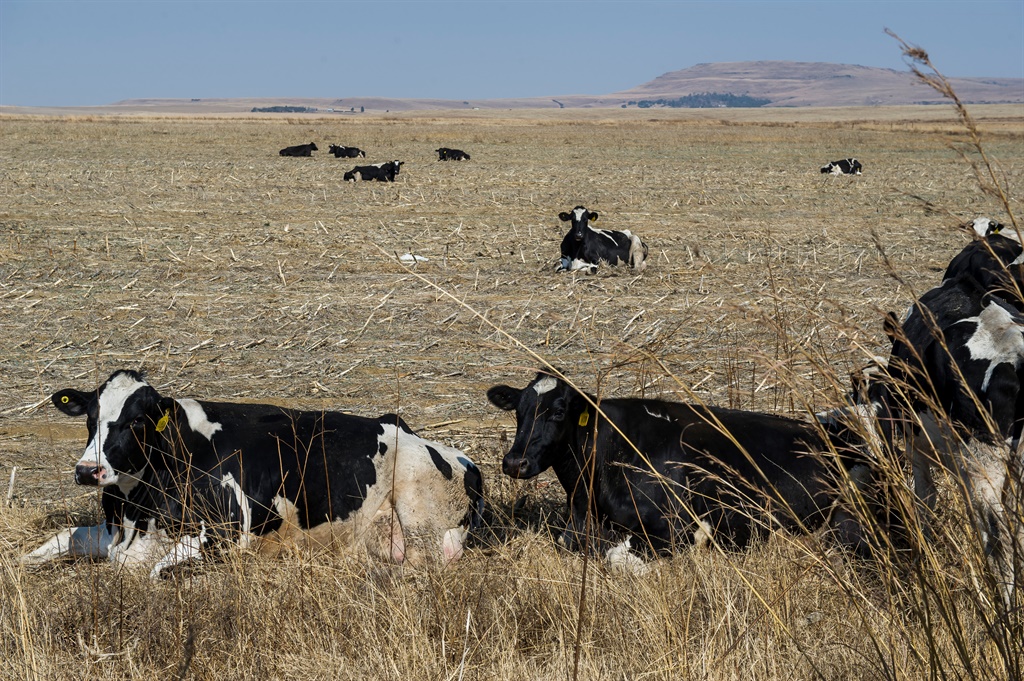OORSIG: Zondo nie tevrede met landbouhoof se antwoorde oor melkplaas ...