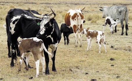 Beeste is geldeenheid in Suider-Afrika | Landbou