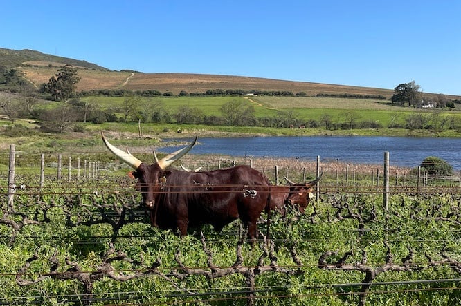 FEATURE | Hartenberg: Defining regenerative wine farming | News24