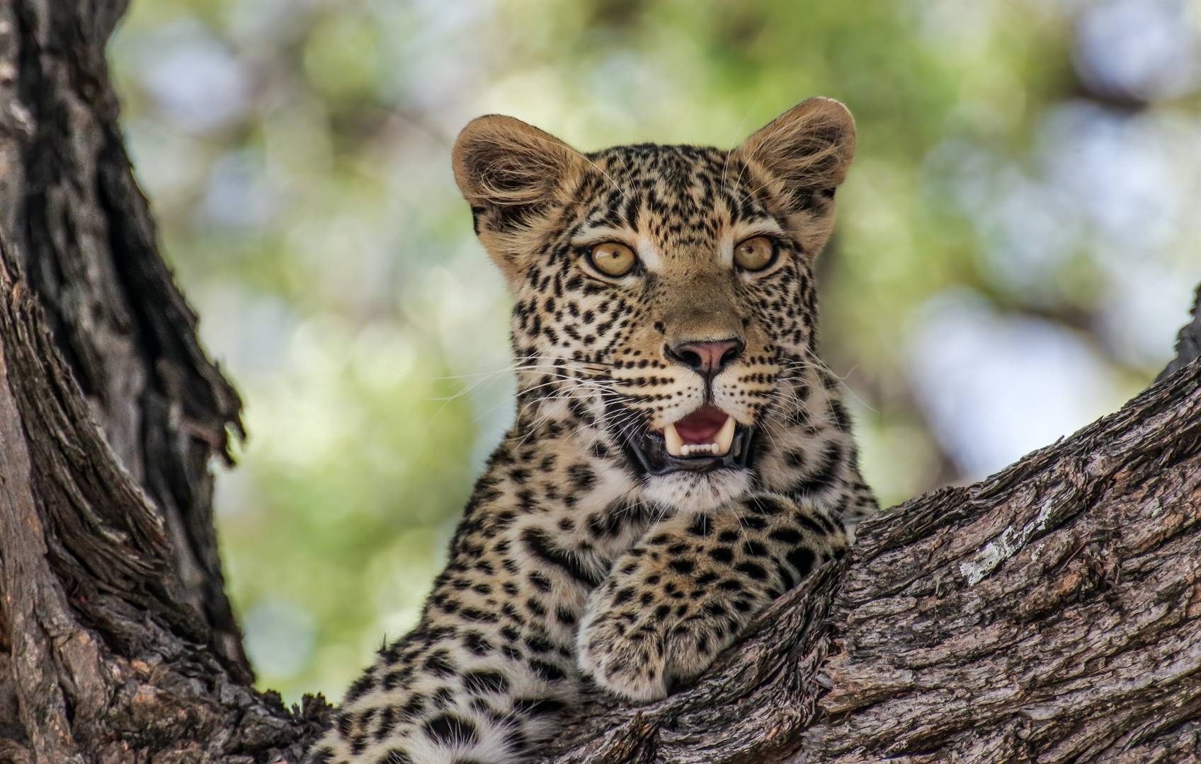 Mense gewaarsku oor los luiperd rondom natuurreservaat naby Pretoria ...