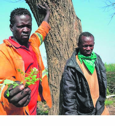 WILD MOROGO IS OUR SESHEBO | Daily Sun
