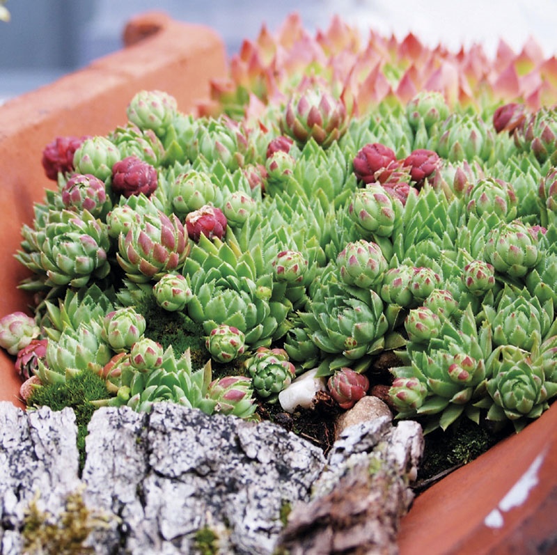 Vetplant: Sempervivum | Netwerk24