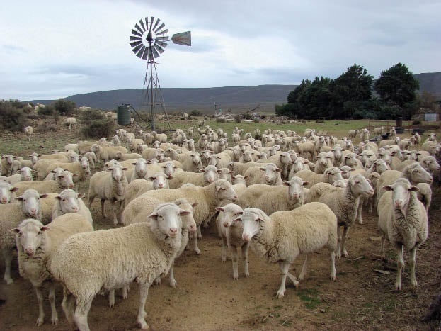 KYK | Historiese tendense en bewegings van vleispryse | Landbou