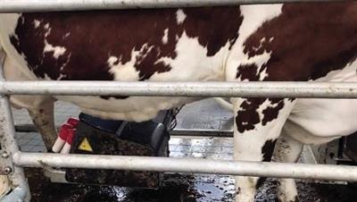 KYK: Drywende melkplaas ’n eerste vir boerdery