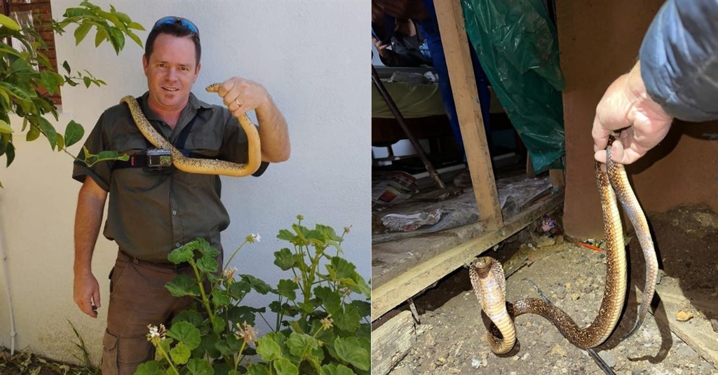 Die skok! Gesin slaap 3 dae lank met ’n Kaapse kobra in hul huis – en ...
