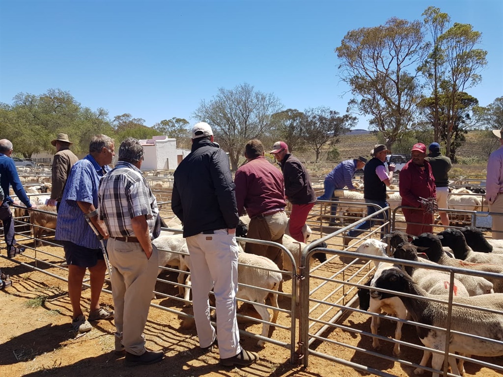 Karoo-hotel bied skaapveiling aan om boere te help | Landbou