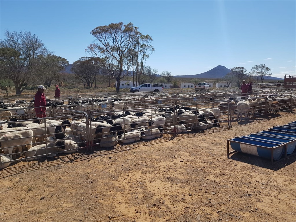 Karoo-hotel bied skaapveiling aan om boere te help | Landbou