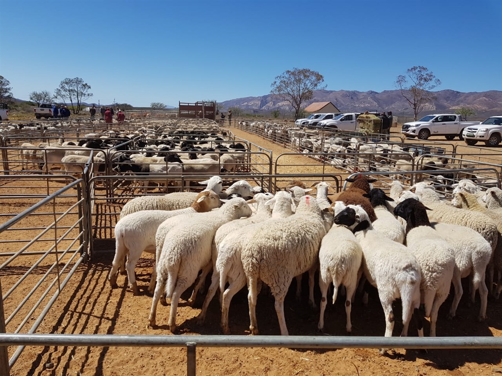 Karoo-hotel bied skaapveiling aan om boere te help | Landbou