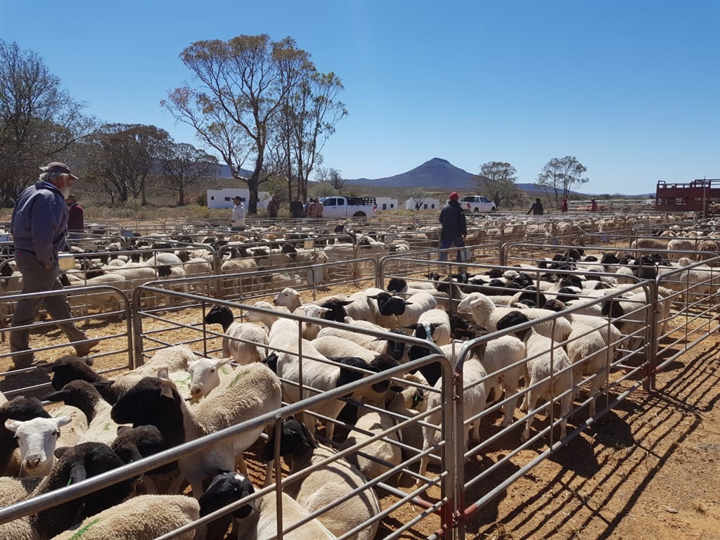 Karoo-hotel bied skaapveiling aan om boere te help | Landbou