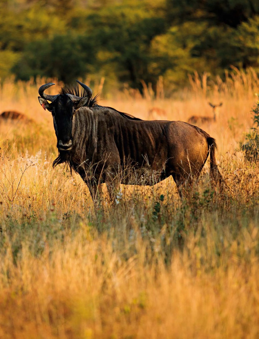 Doendinge: Eet en drink in Dinokeng | Weg