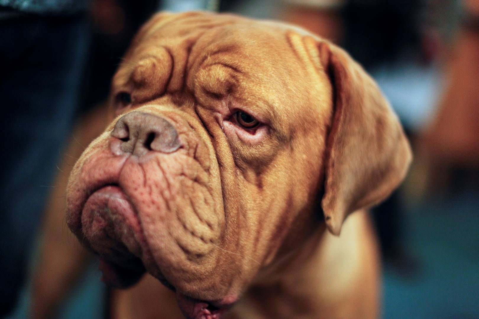Jou hond verstaan nie regtig álles wat jy sê | Netwerk24