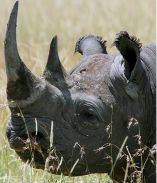 Case of rhino poaching 'kingpin' postponed | Daily Sun