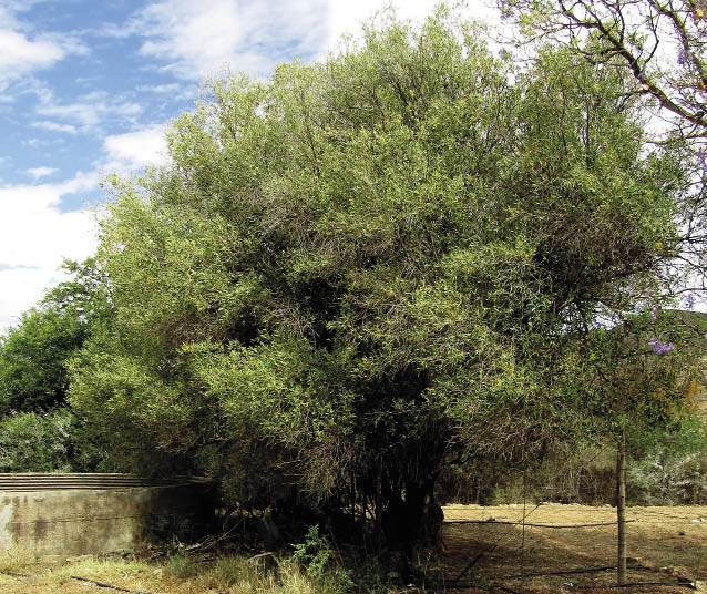Karoo-olyfboom, 'insekspeurder' red Kalifoniese olyfbedryf | Landbou