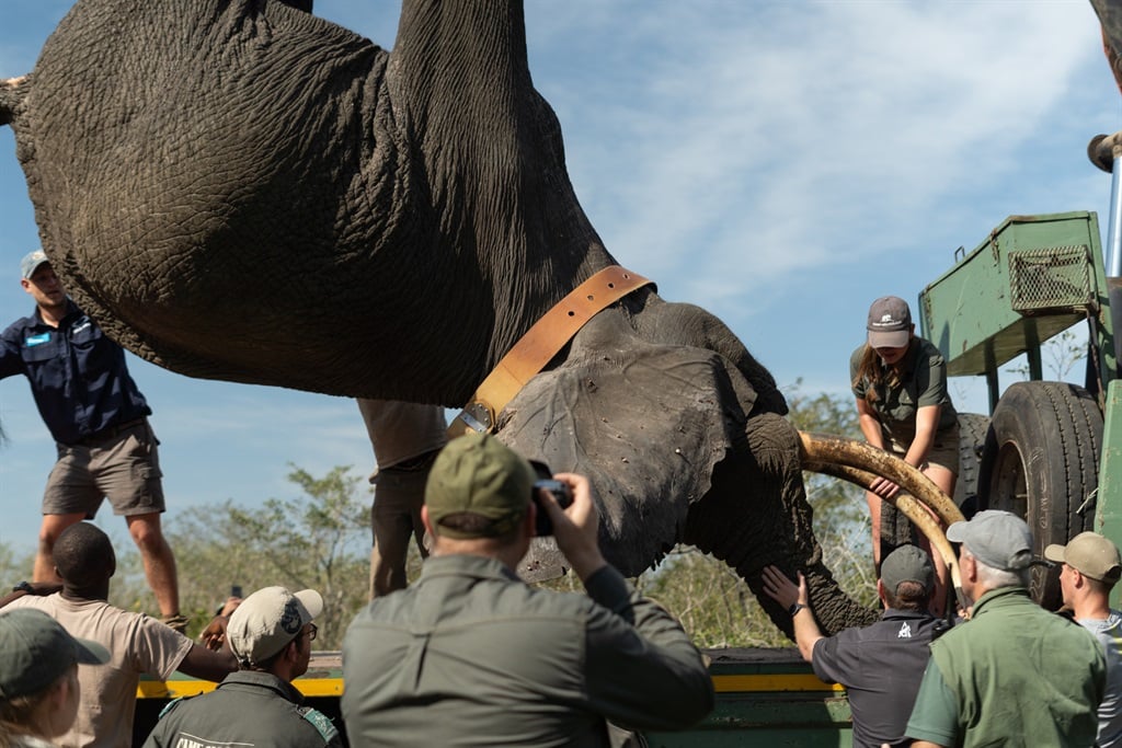 WATCH | A win for conservation as elephants return to KZN reserve after ...