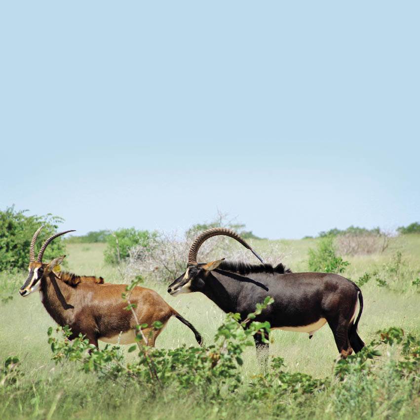 Mark vir wildsvleis in Botswana feitlik onversadigbaar | Landbou