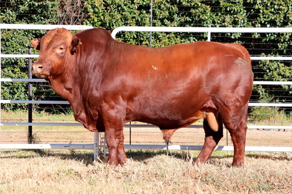 Twee Bonsmara-bulle behaal R150 000 elk | Landbou
